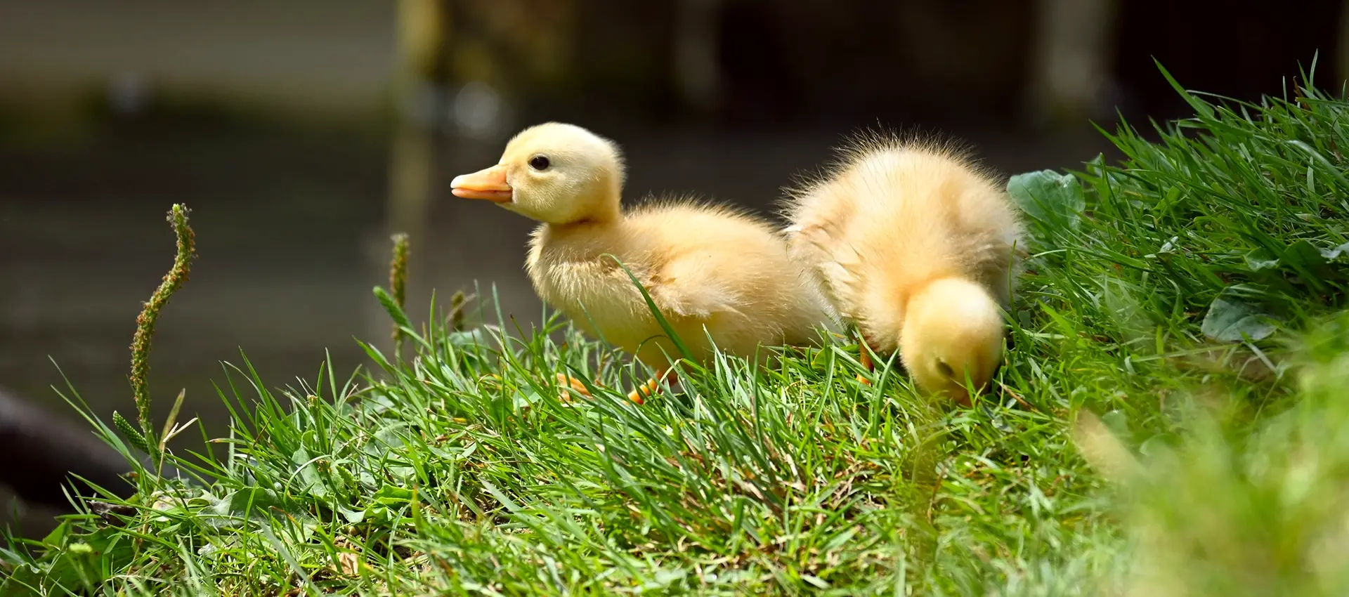 Visionplanner Lente Boost